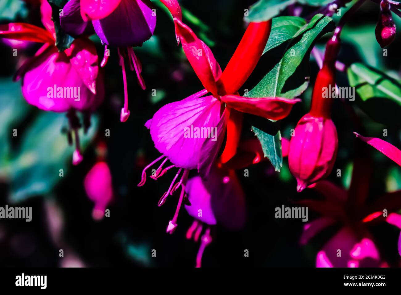 Purple and red flowers Stock Photo - Alamy