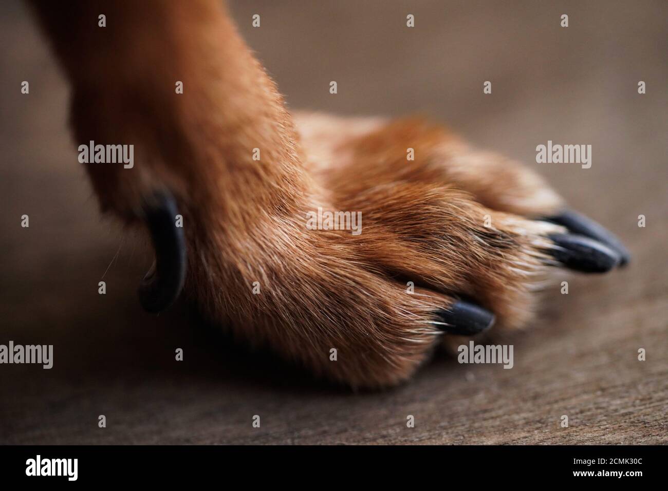 Elegant Dog High Resolution Stock Photography and Images - Alamy