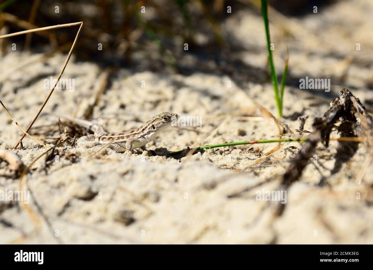 Lizard crawling hi-res stock photography and images - Alamy