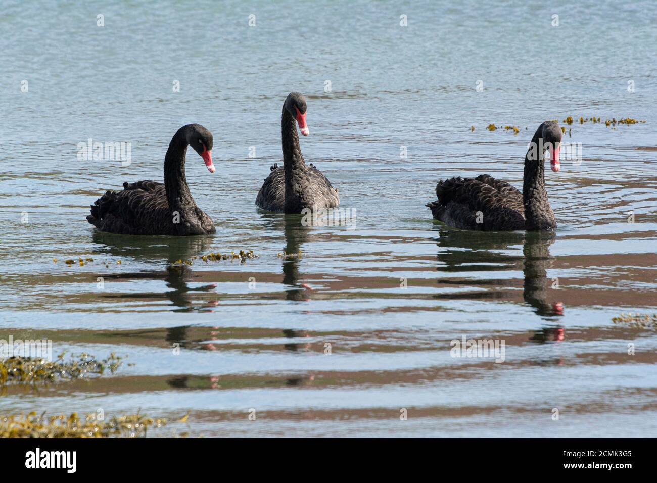 Three black swans (Cygnus atratus) off the coast of Bryher, Isles of ...