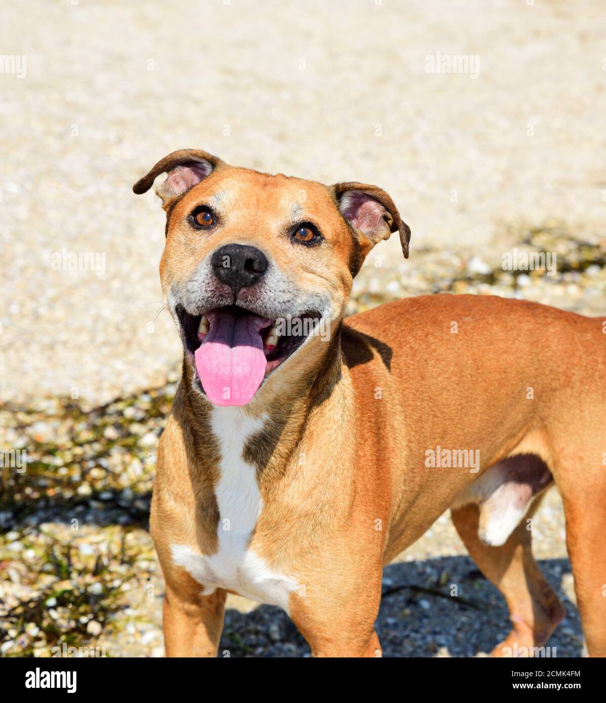red-haired American pit bull outdoors Stock Photo - Alamy