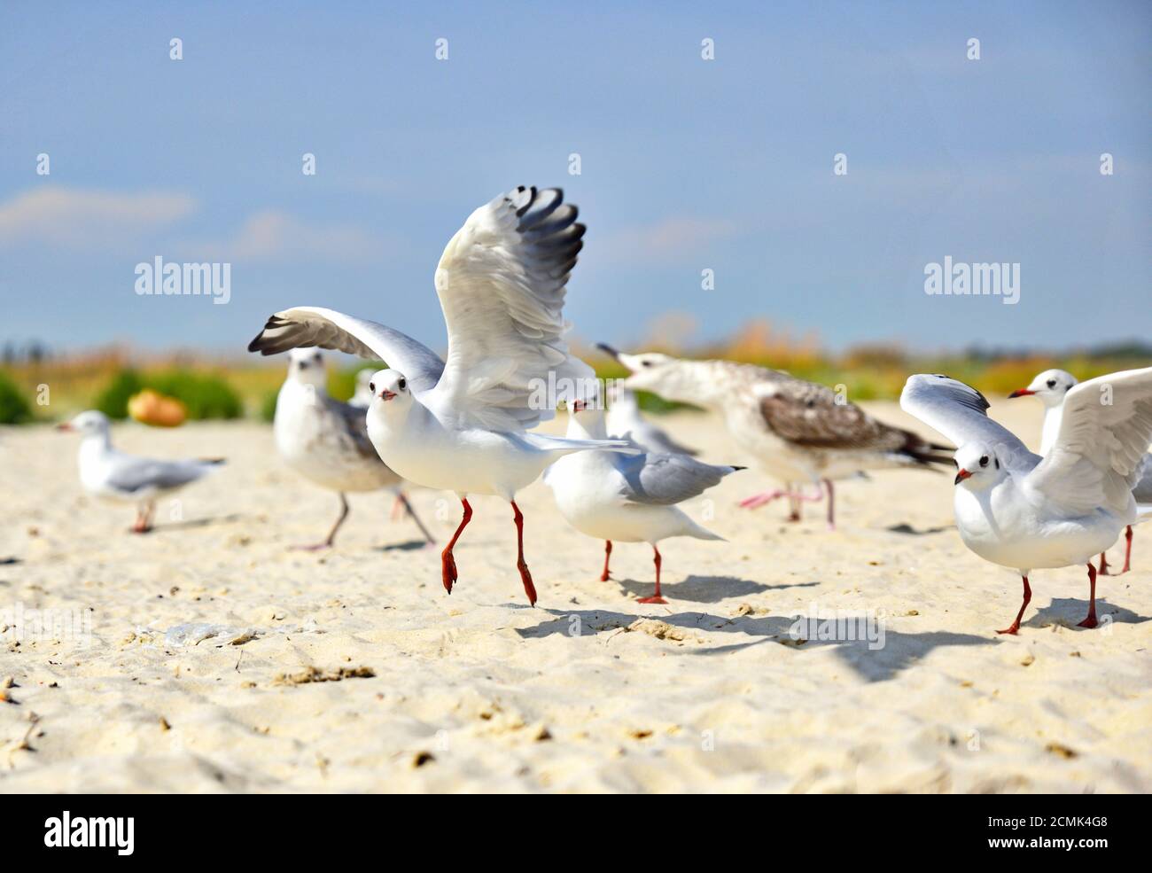Sandy dance hi-res stock photography and images - Alamy
