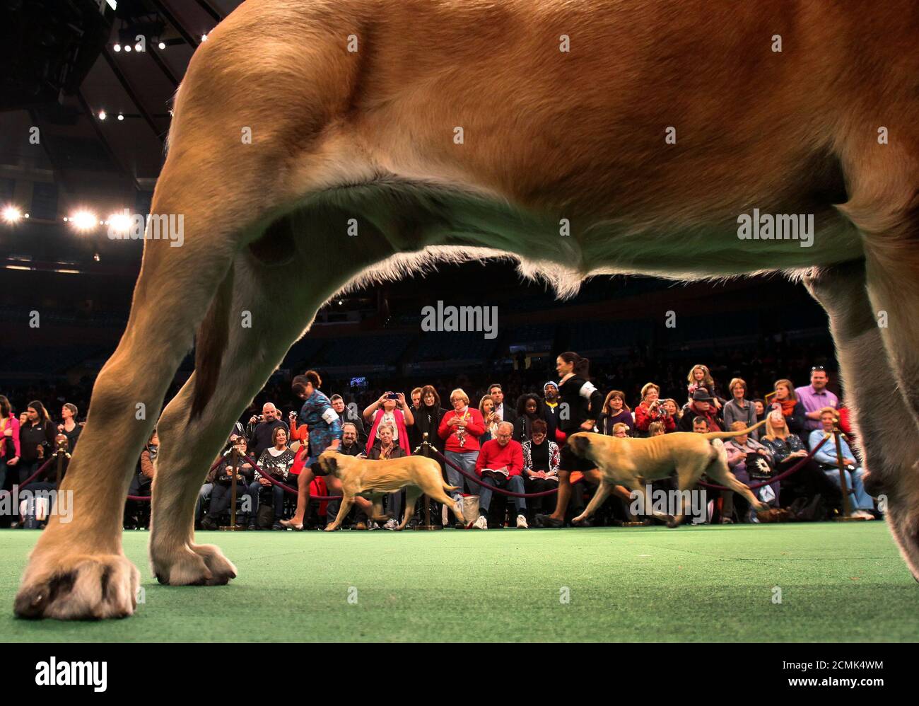 Best in breed hi-res stock photography and images - Alamy