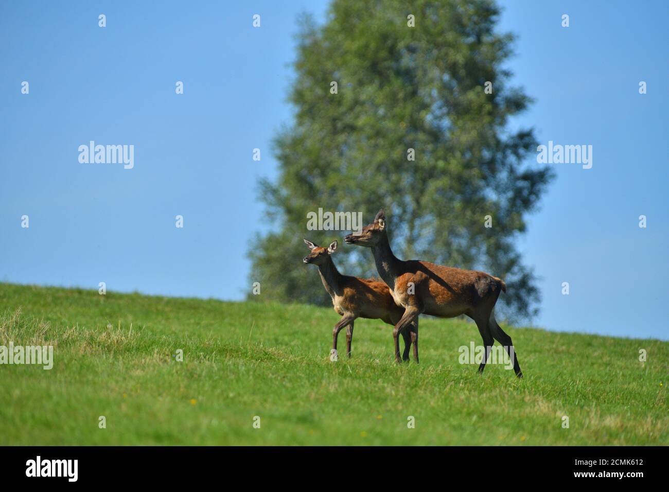 Fly insects flying around the fur of deer on a pasture meadow Stock ...