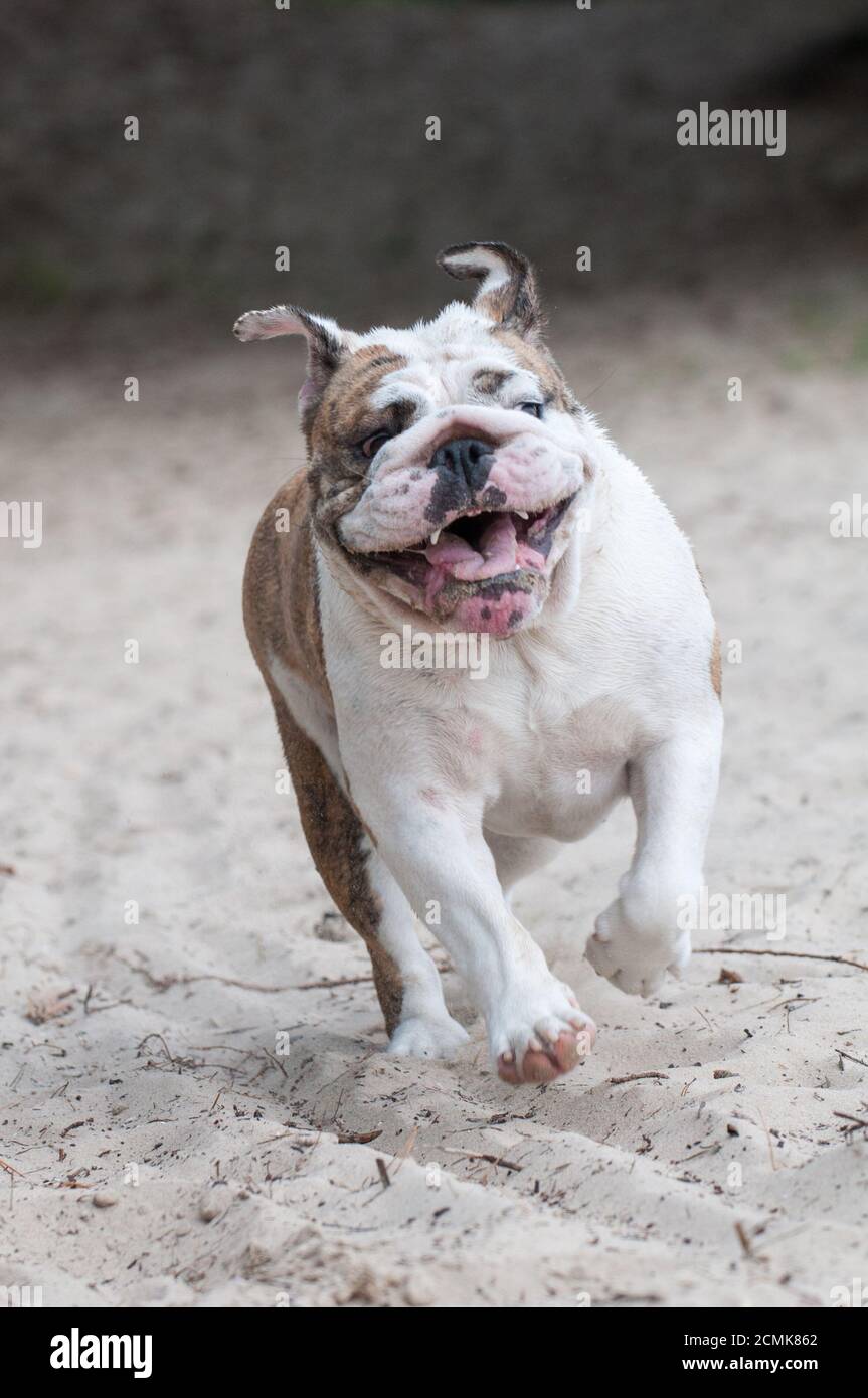 British bulldog game hi-res stock photography and images - Alamy