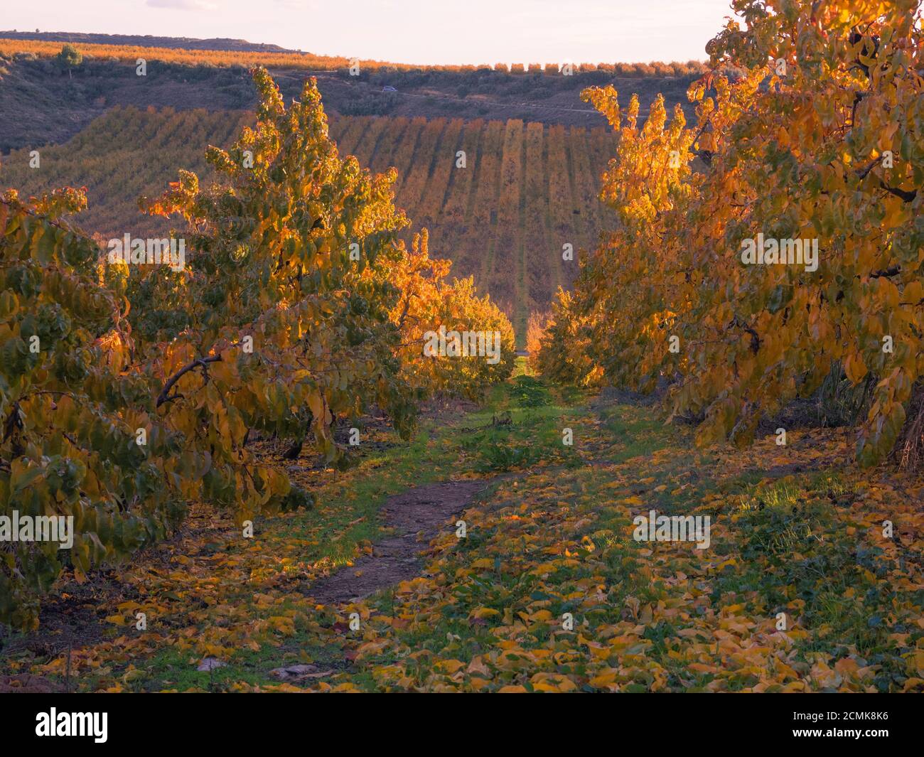 Row of peach trees at sunlight Stock Photo - Alamy
