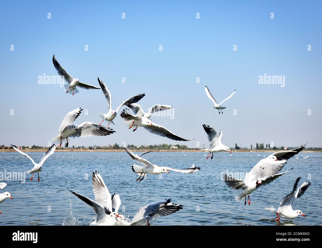 flock of white sea gulls Stock Photo - Alamy