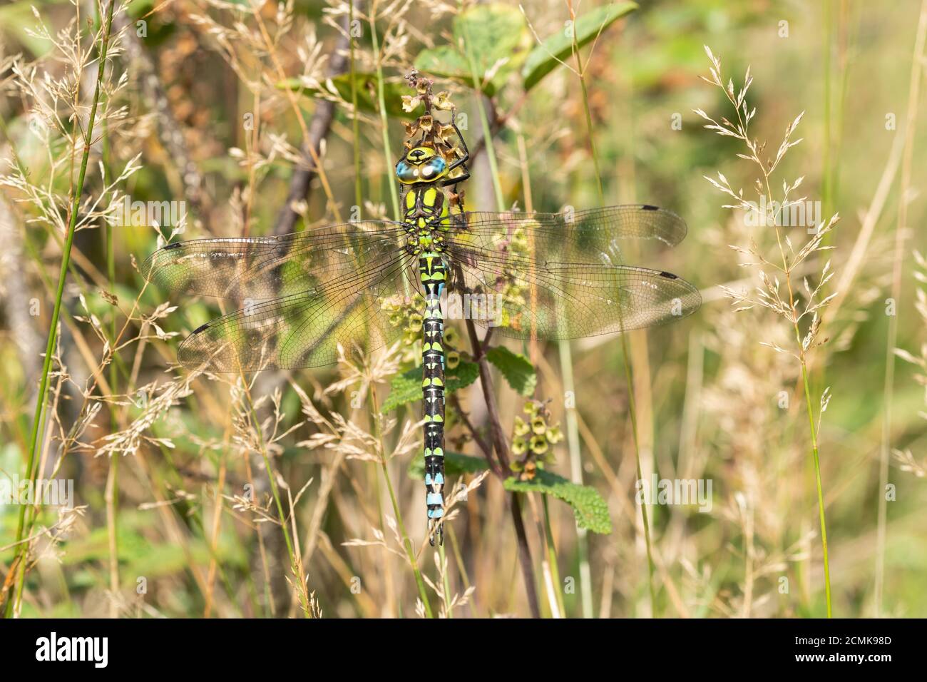 Male Southern hawker dragonfly (Aeshna cyanea), UK Stock Photo - Alamy