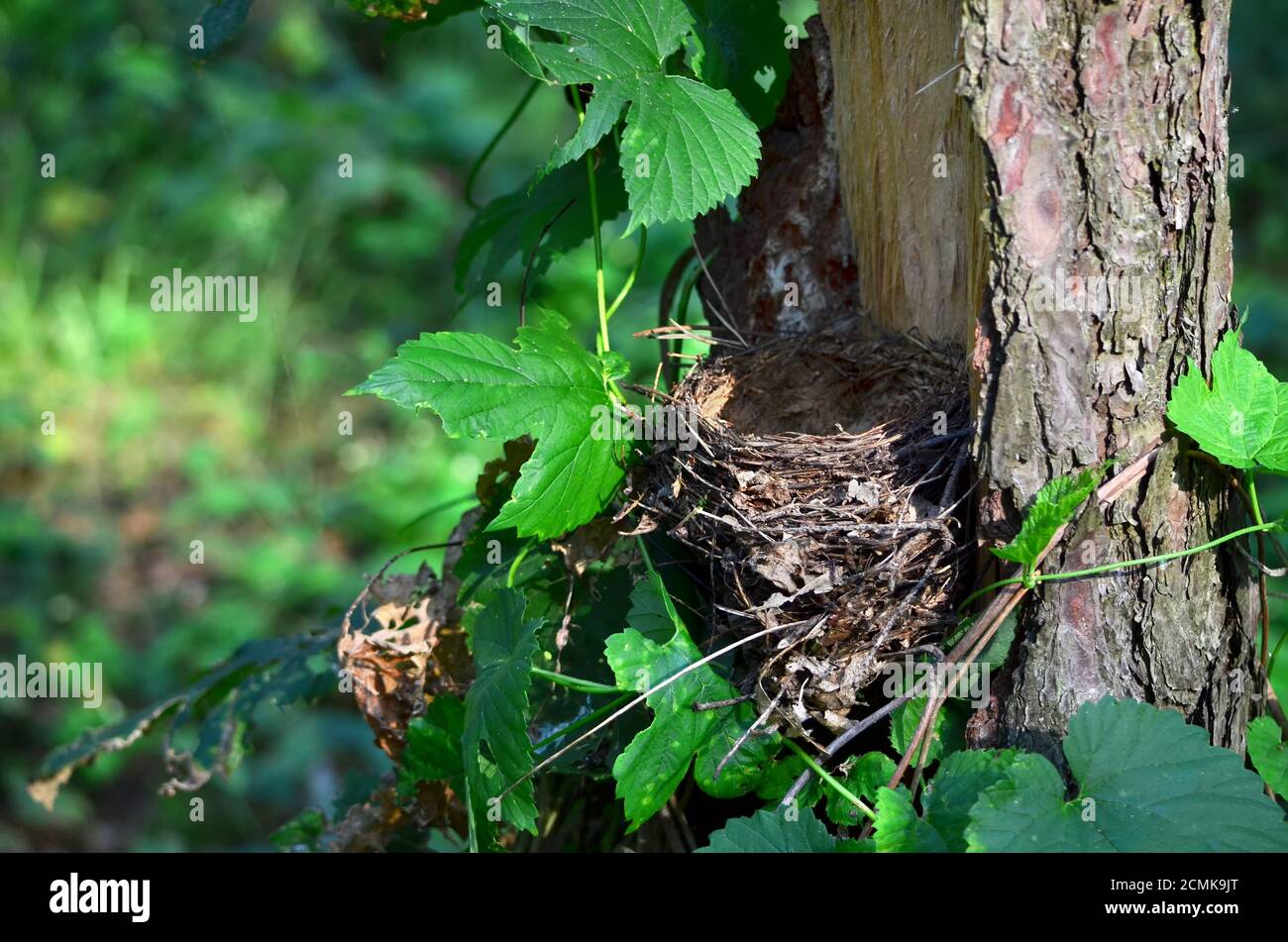Bird's nest on an old tree in the forest. Ukraine Stock Photo - Alamy