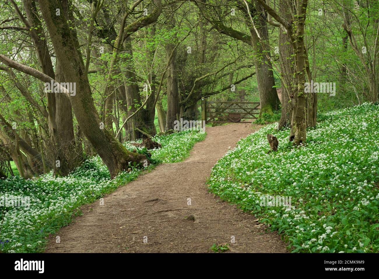 Kings pathway hi-res stock photography and images - Alamy