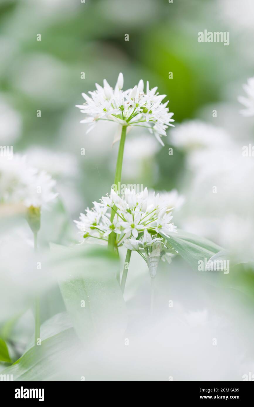 Wild Garlic (Allium ursinum) or Ramson flowers during spring in a ...