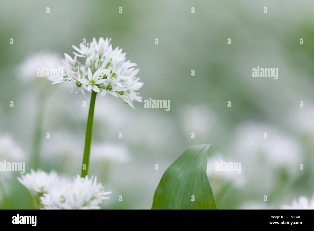 Wild Garlic (Allium ursinum) or Ramson flowers during spring in a ...