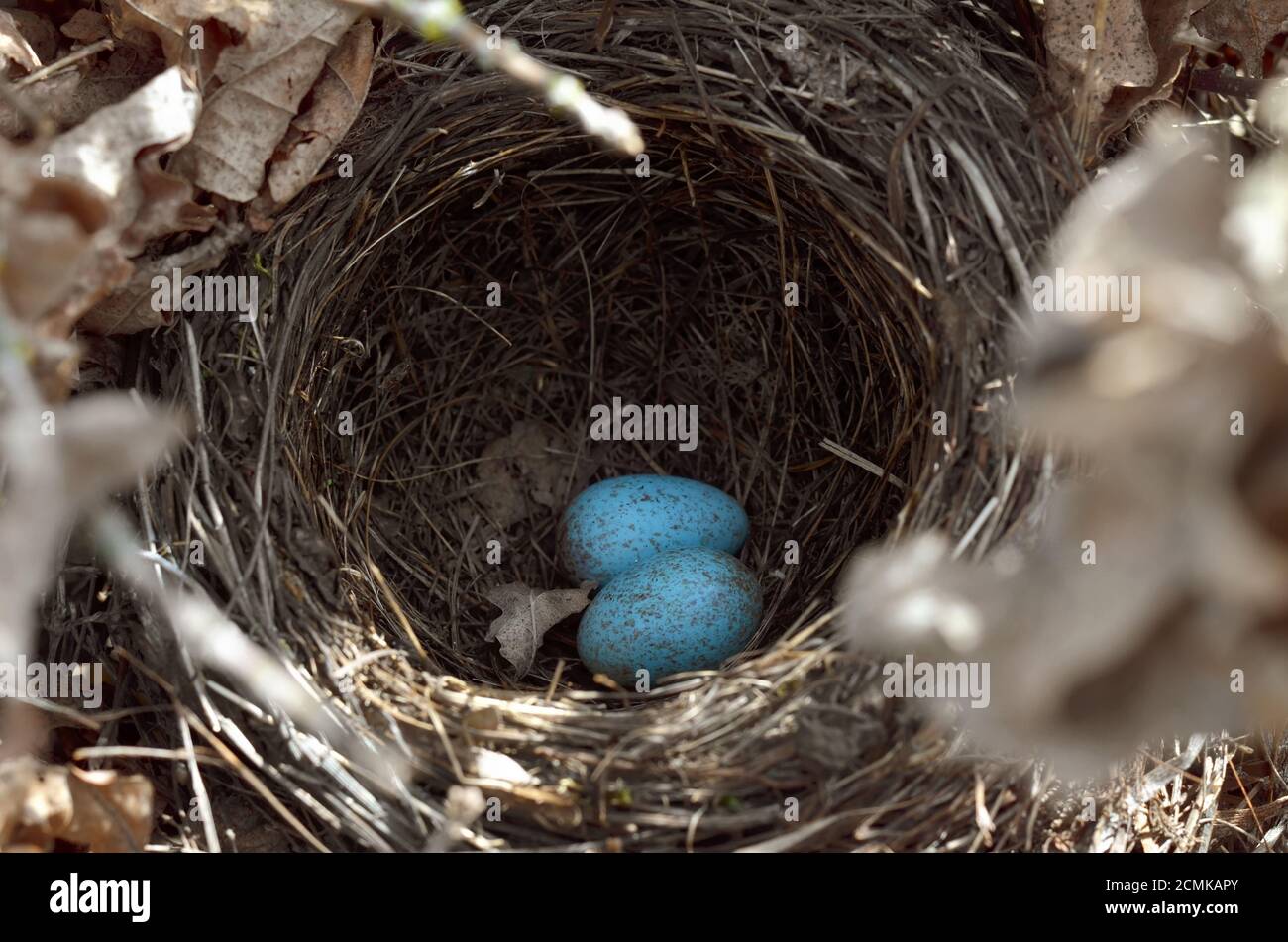 Eurasian blackbird's nest - Turdus merula. Two turquoise speckled eggs ...