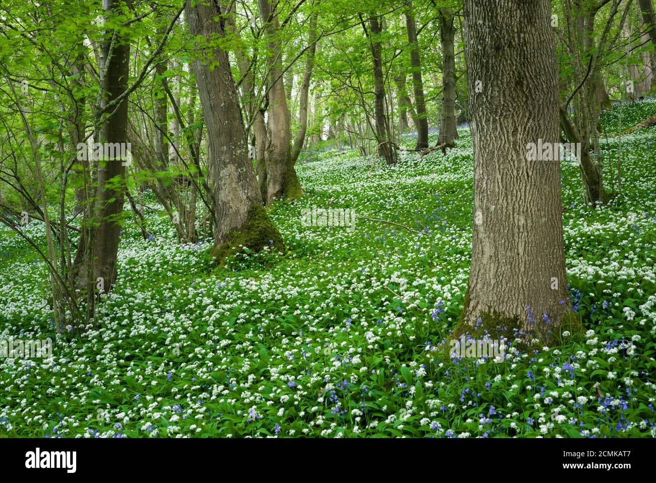 Somerset flora hi-res stock photography and images - Alamy