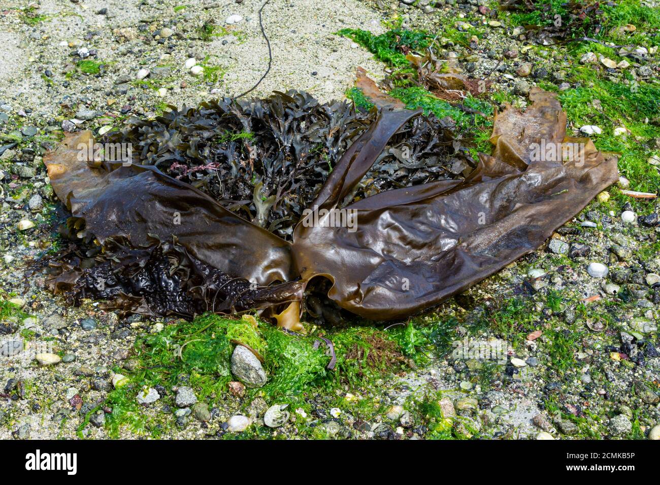 A large piece of seaweed Stock Photo - Alamy
