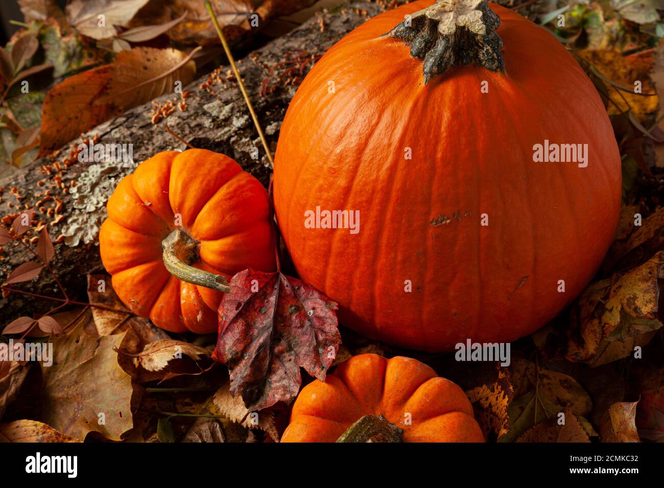 An autumn composition with three pumpkins on forest floor covered with ...