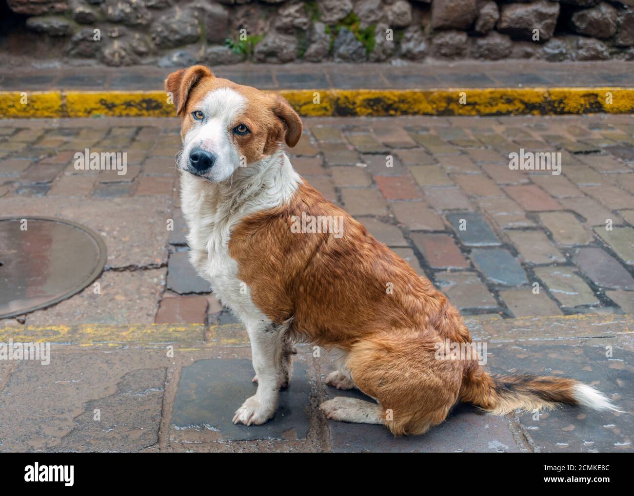sitting stray dog posing on empty street in Cusco, Peru Stock Photo - Alamy