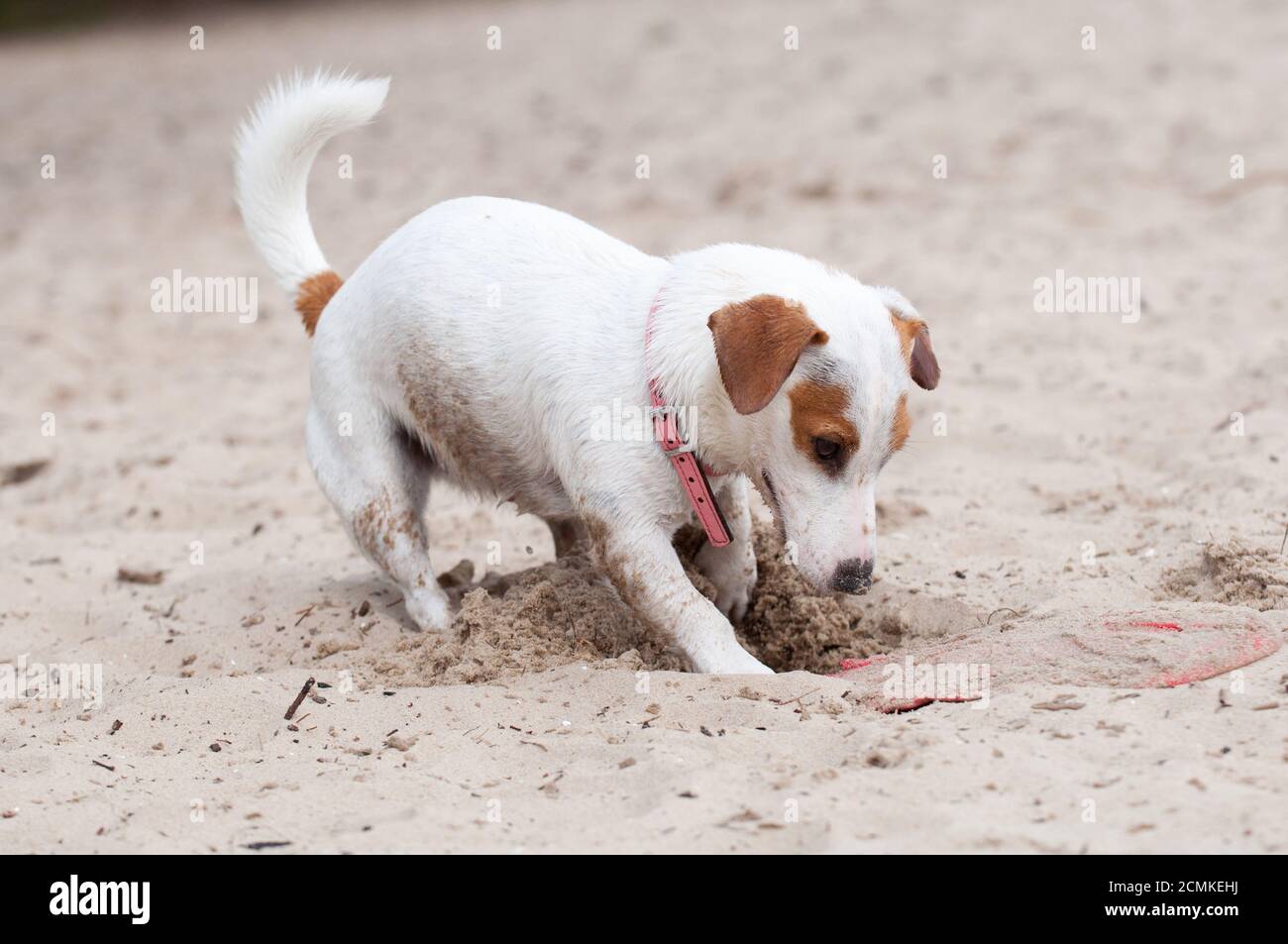 Terrier digging sand hi-res stock photography and images - Alamy