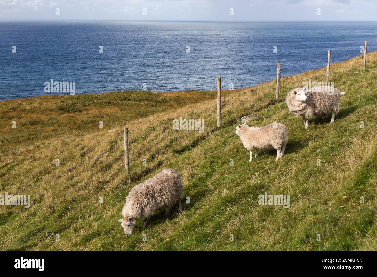 Sheep scotland hi-res stock photography and images - Alamy