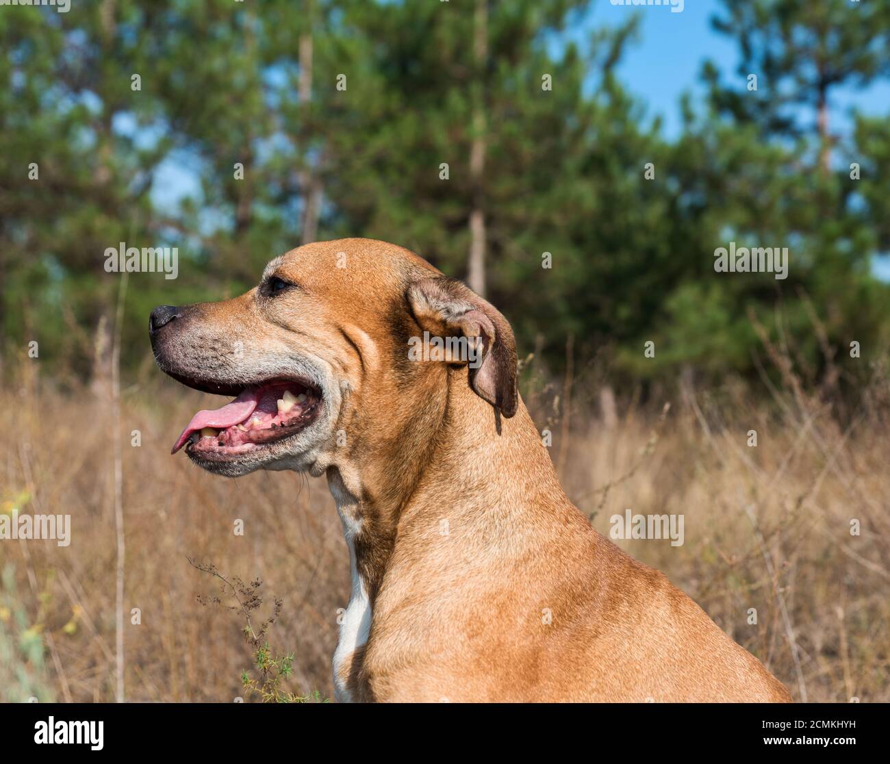 red dog of the breed American Pit Bull Stock Photo - Alamy