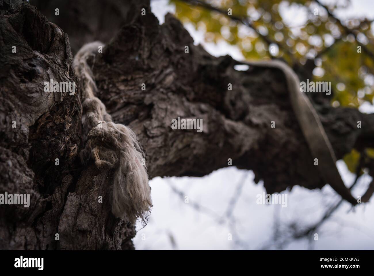 Rope tied to the branch of a autumnal tree with yellow leaves Stock ...