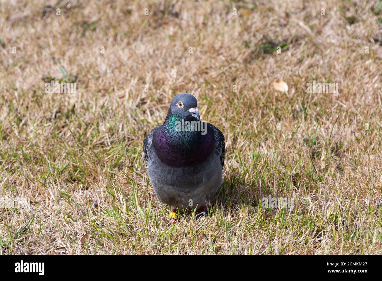 Racing Pigeon High Resolution Stock Photography and Images - Alamy