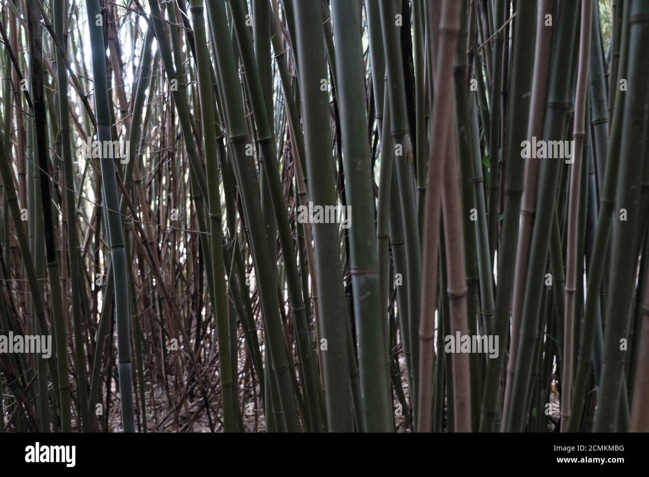 Bamboo japan spring hi-res stock photography and images - Alamy