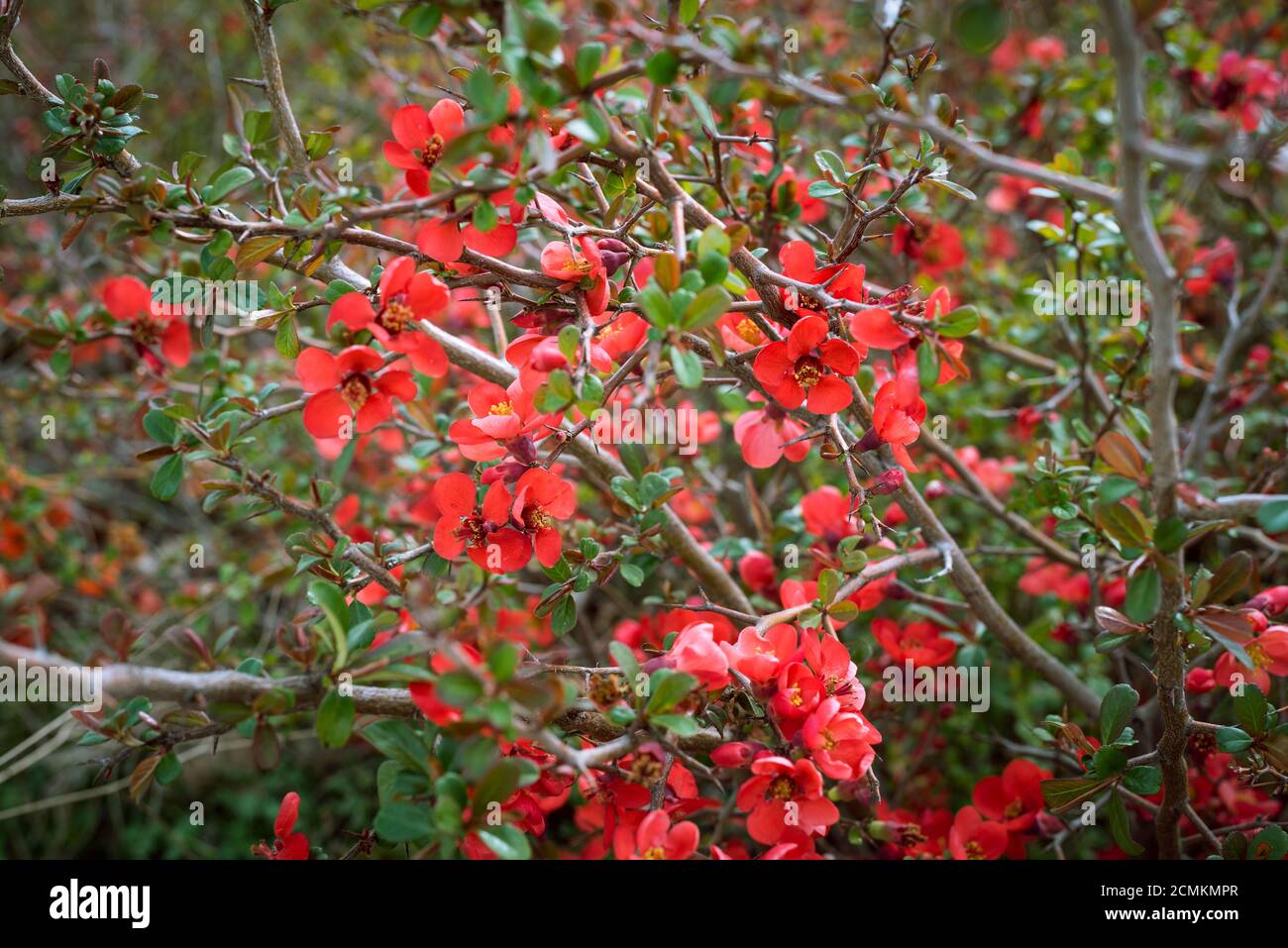 Tiny red flowers in a wild small bush with green leaves Stock Photo - Alamy