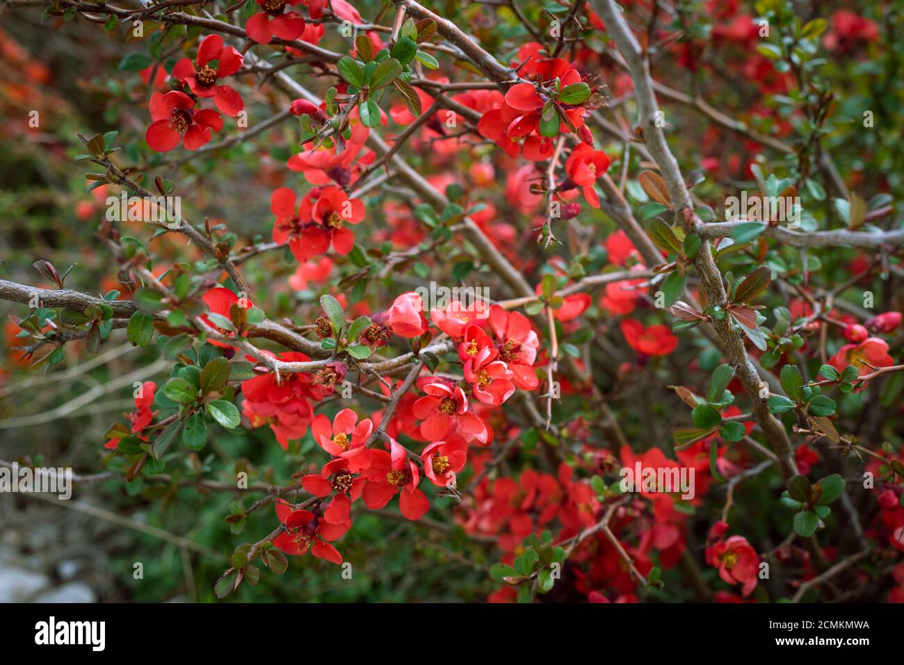 Tiny red flowers in a wild small bush with green leaves Stock Photo - Alamy