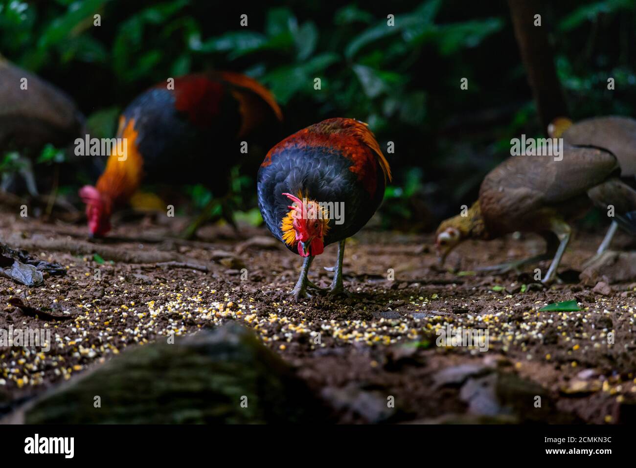 Red Junglefowl - Gallus gallus tropical bird in the family Phasianidae ...