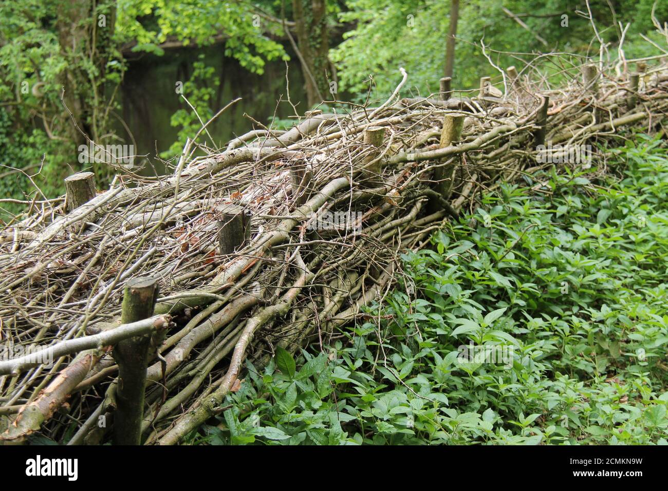 An Example of Hedge Laying as a Woodland Boundary Stock Photo - Alamy