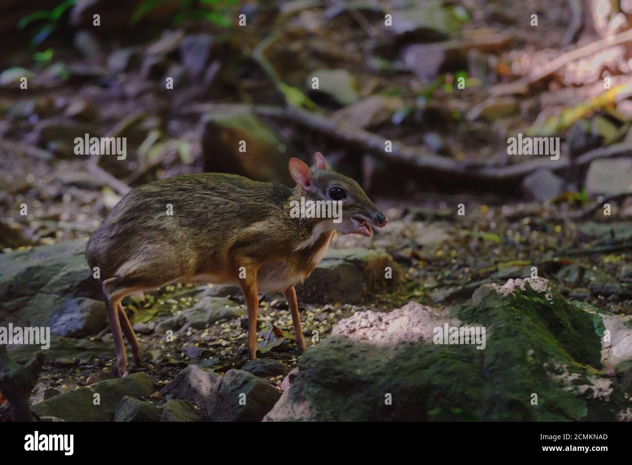 Lesser mousedeer hi-res stock photography and images - Alamy