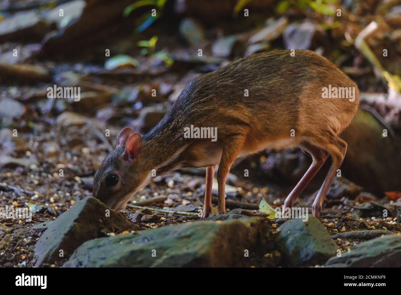 Lesser mousedeer hi-res stock photography and images - Alamy