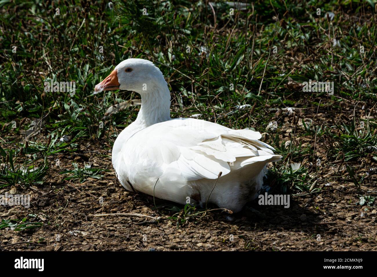 Goose embden domestic geese hi-res stock photography and images - Alamy