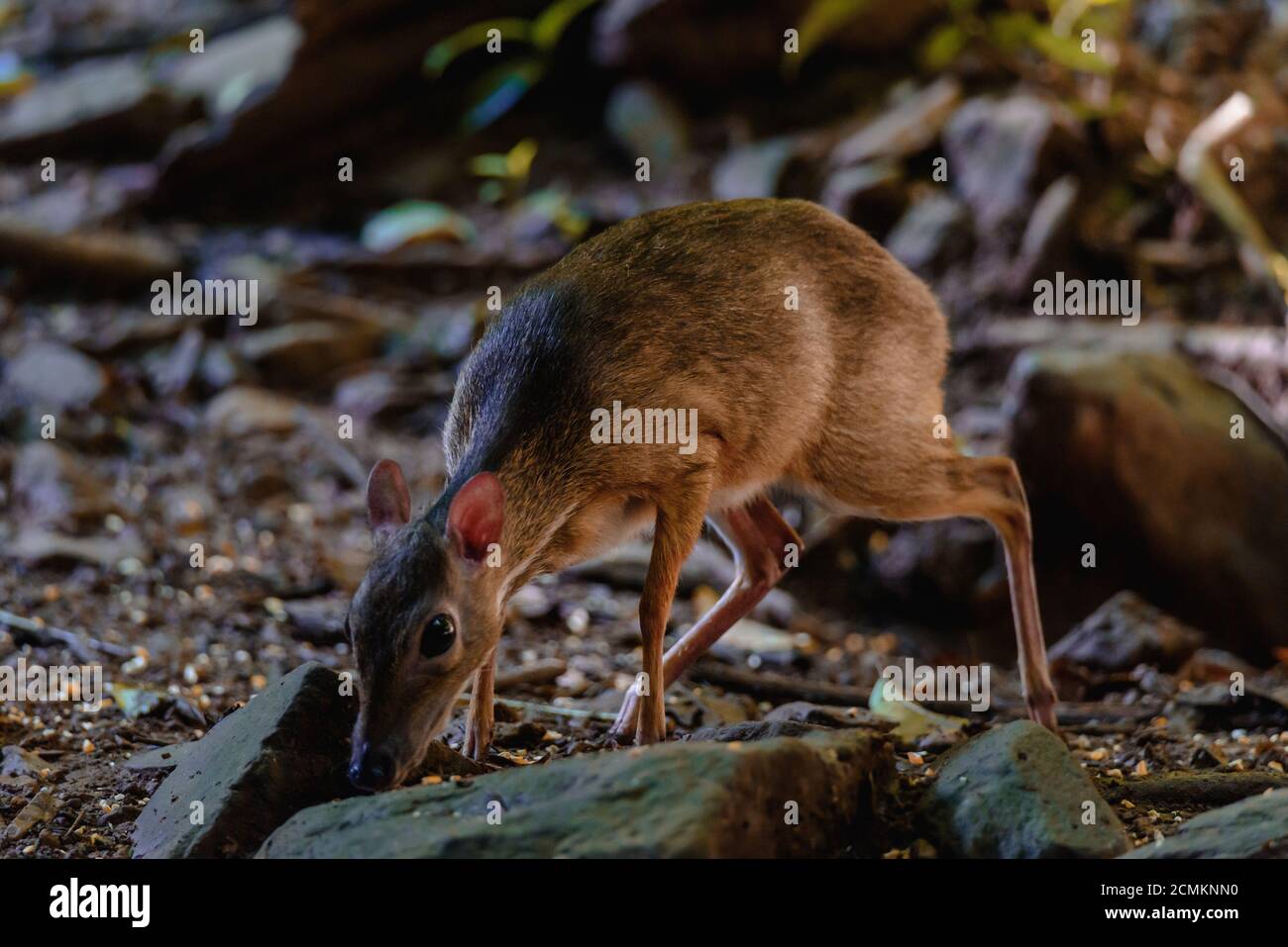 Tragulus Javanicus High Resolution Stock Photography and Images - Alamy