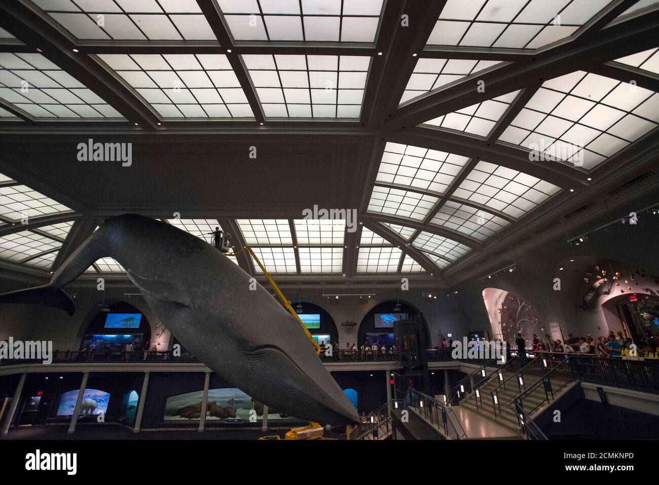 Life Size Model Of A Blue Whale High Resolution Stock Photography and ...