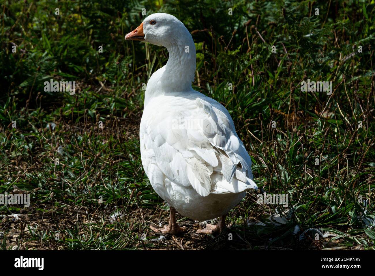 Goose embden domestic geese hi-res stock photography and images - Alamy