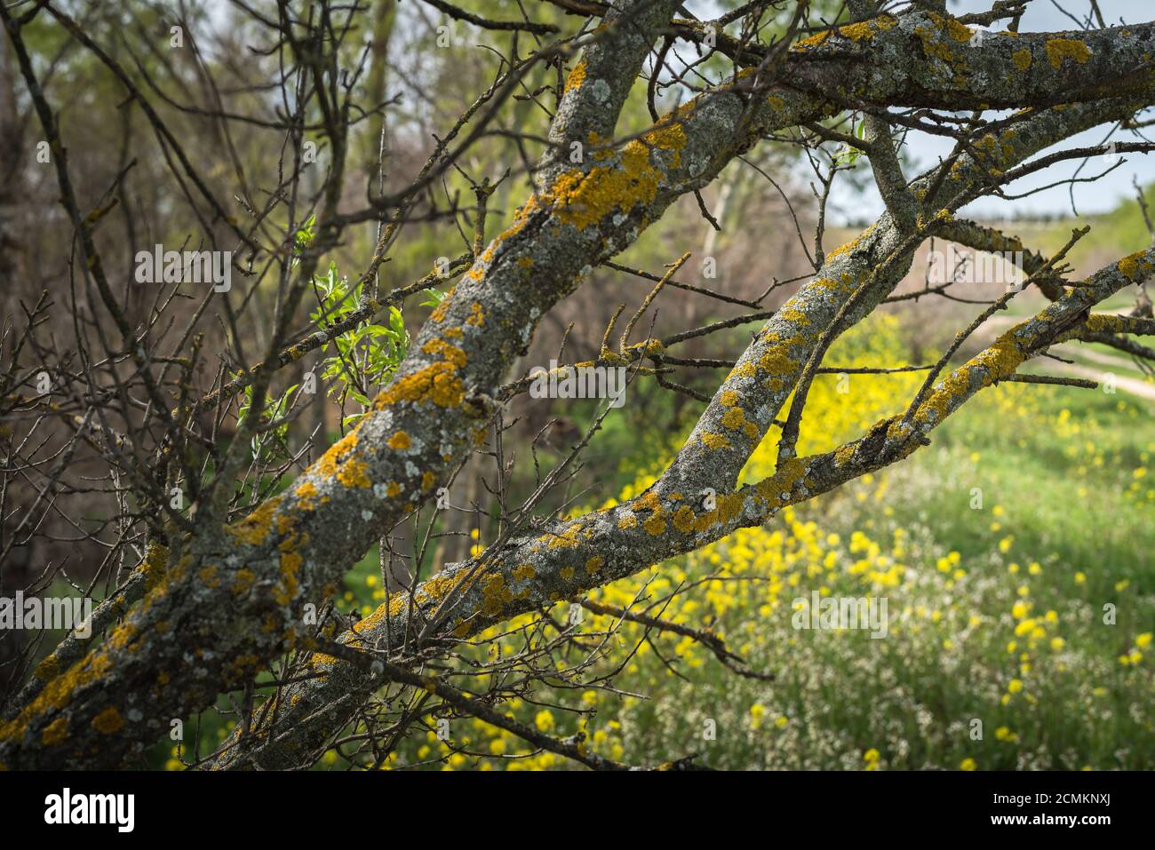 Nature green grass trees bush shrub flora landscape hi-res stock ...