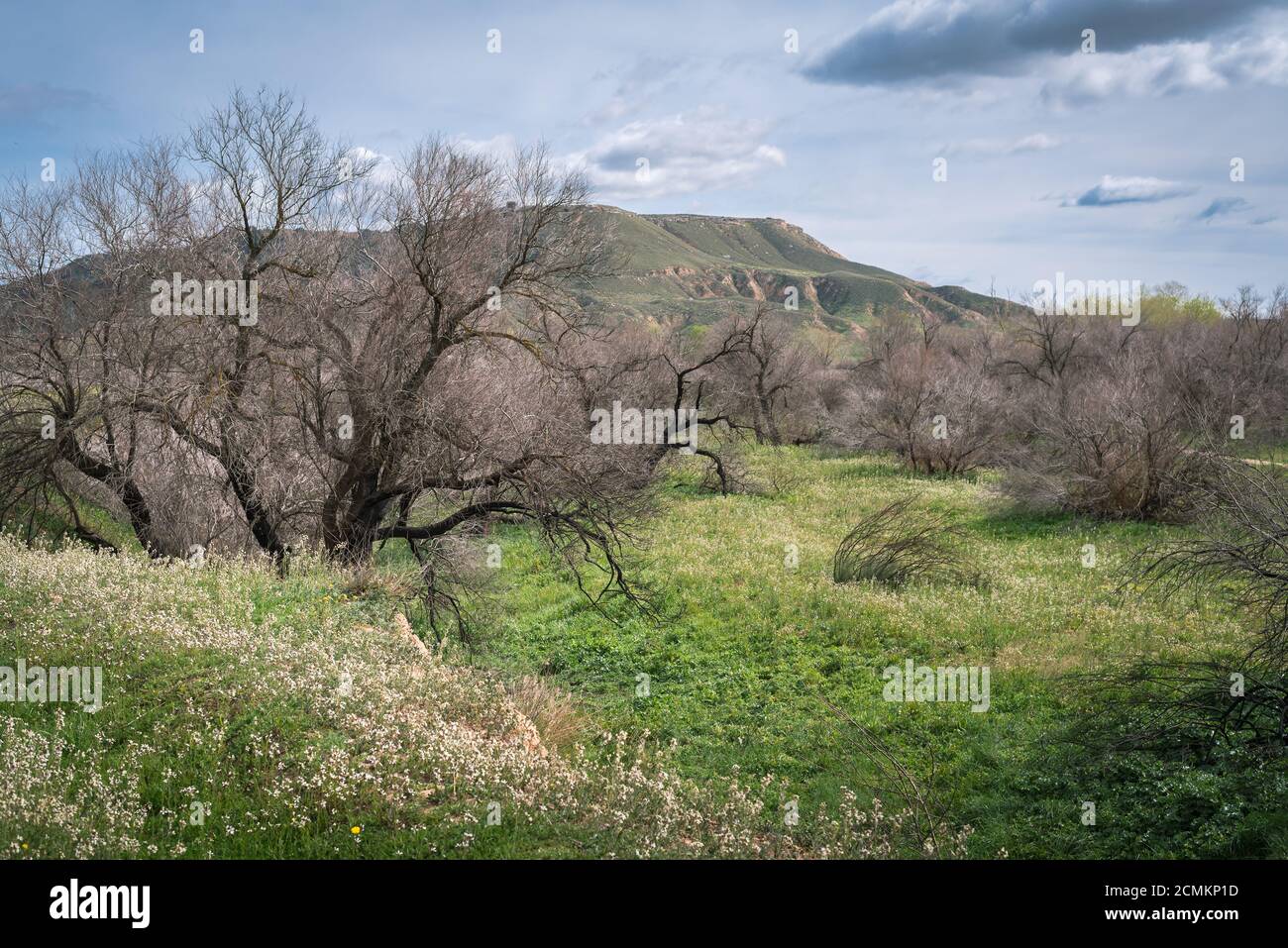 Early spring covers the fields of colorful flowers while the trees are ...