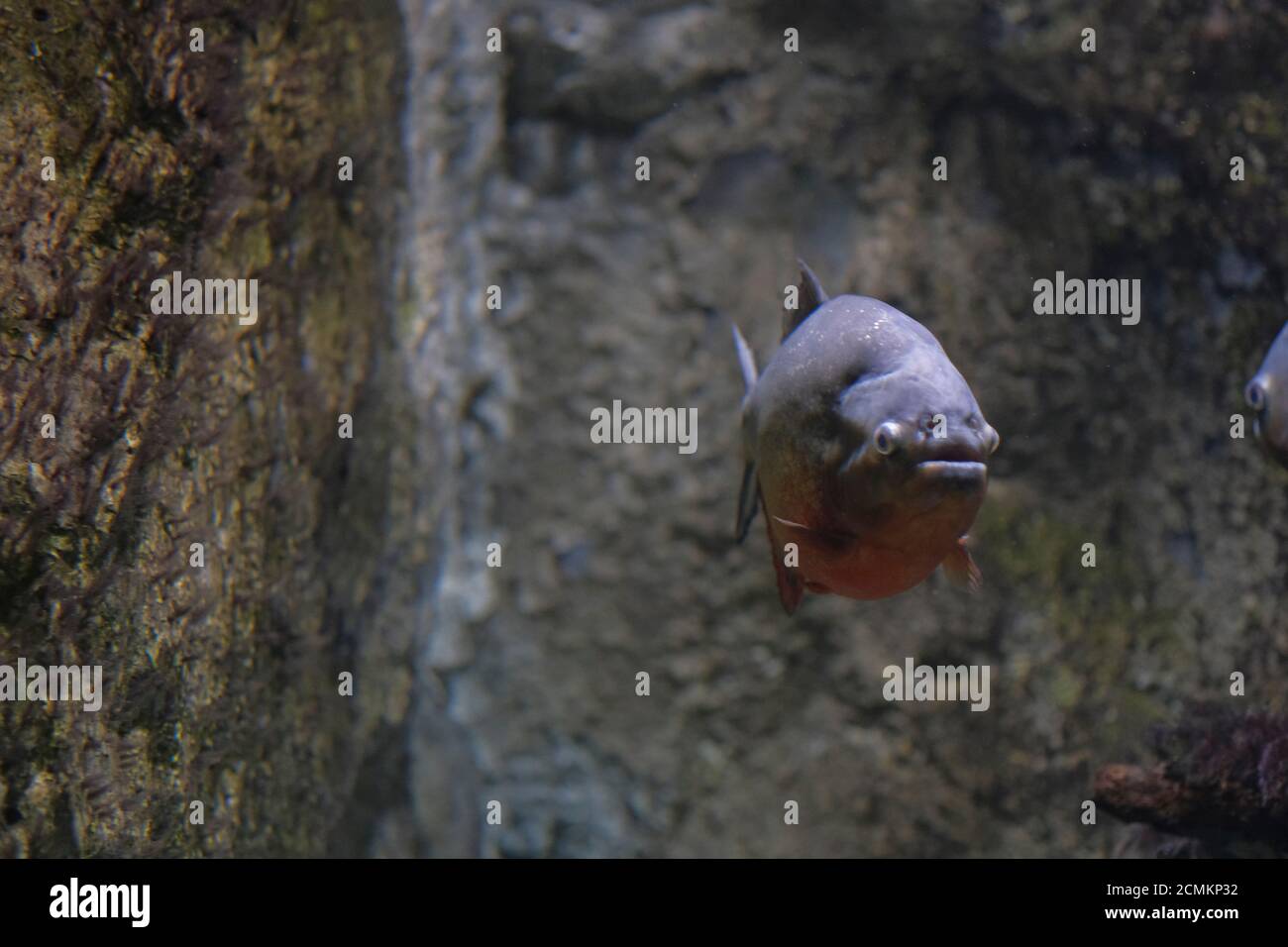 isolated specimen of amazonian piranha Serrasalmidae Stock Photo - Alamy