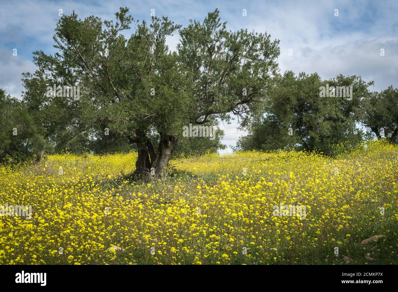 Beautiful olive trees hi-res stock photography and images - Alamy