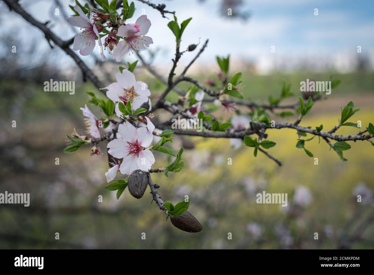 Closeup cherry spring tree hi-res stock photography and images - Alamy