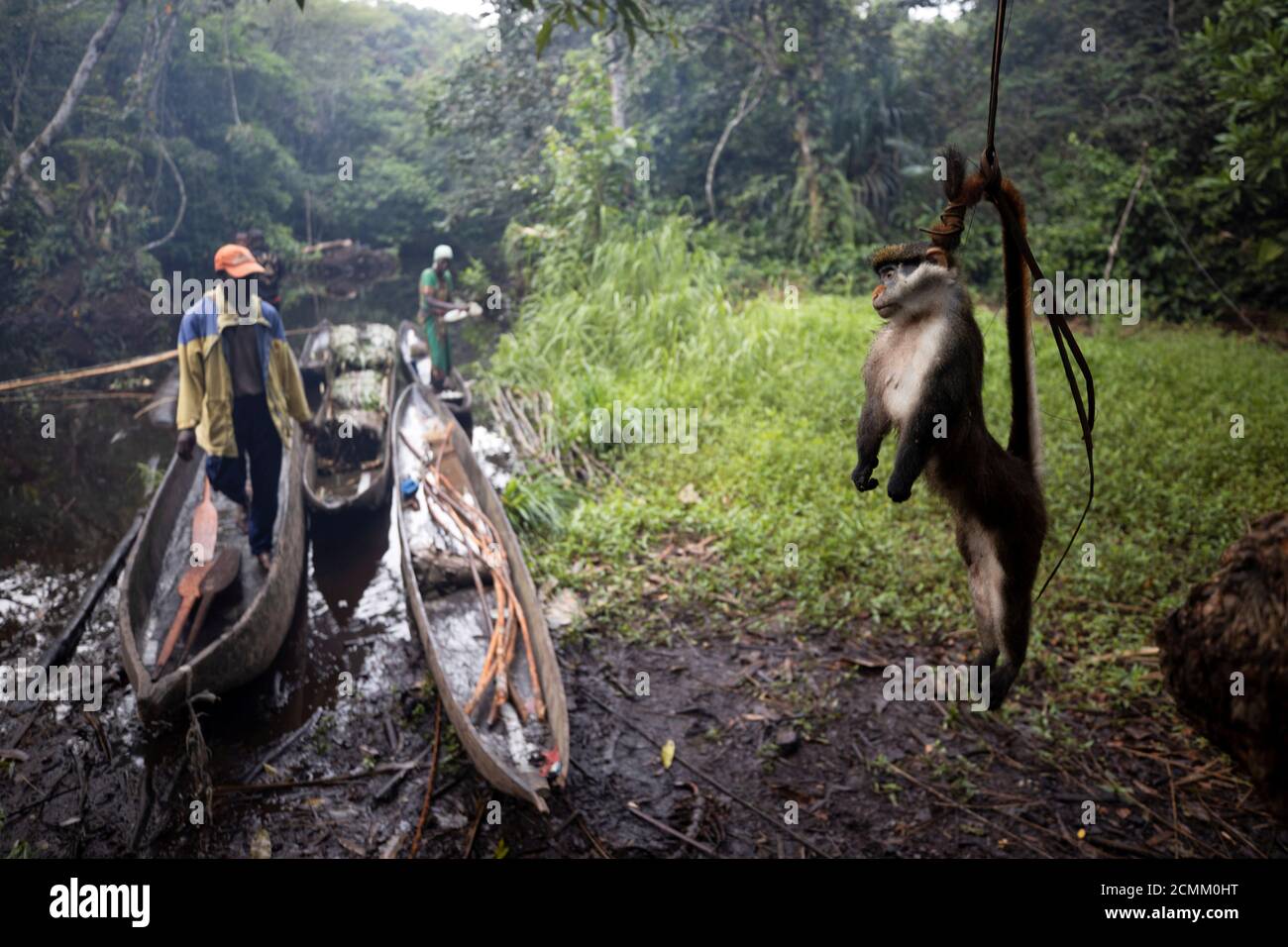 Congo Rainforest Canopy High Resolution Stock Photography and Images ...