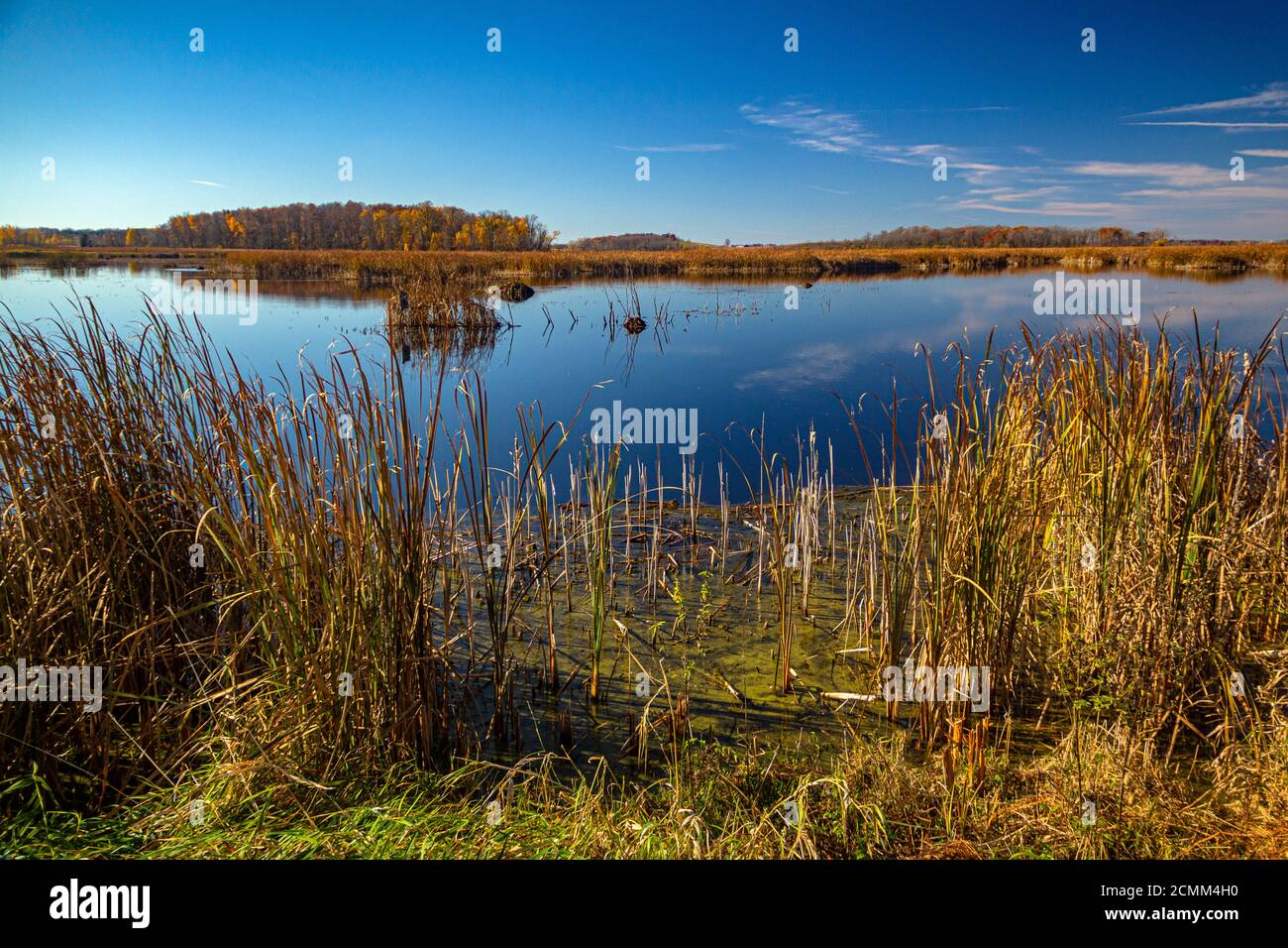View across Horicon Marsh, the largest freshwater cattail marsh in the ...