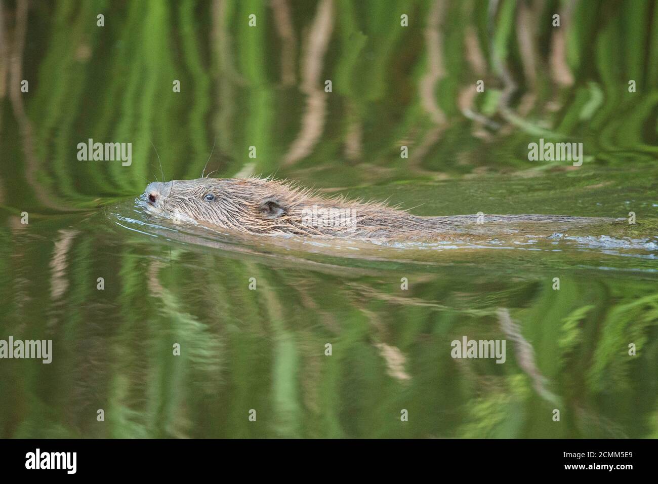 Eurasian Beaver (Castor fiber), River Otter, Devon, England Stock Photo ...