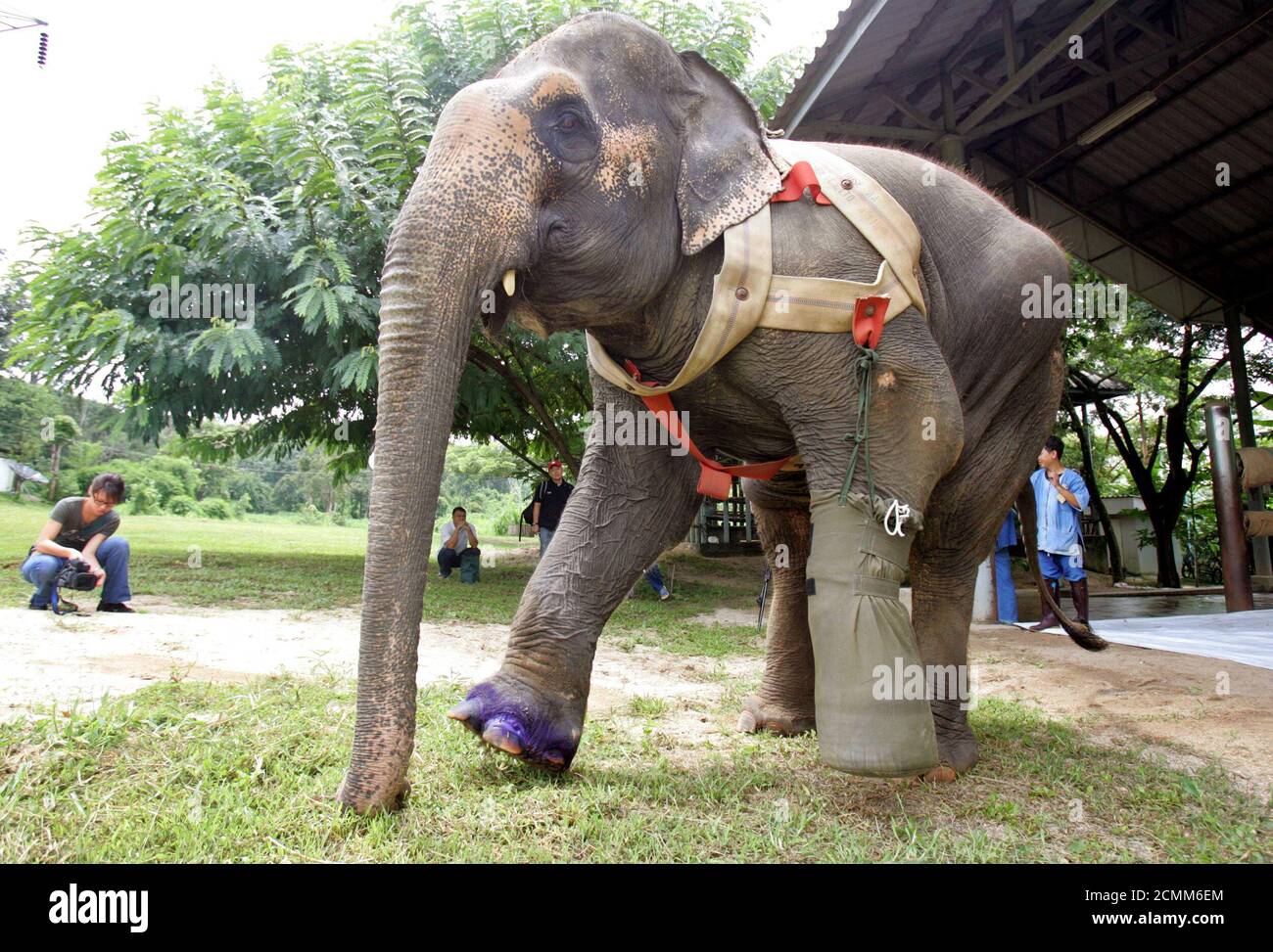 Prosthetic motala elephant hi-res stock photography and images - Alamy