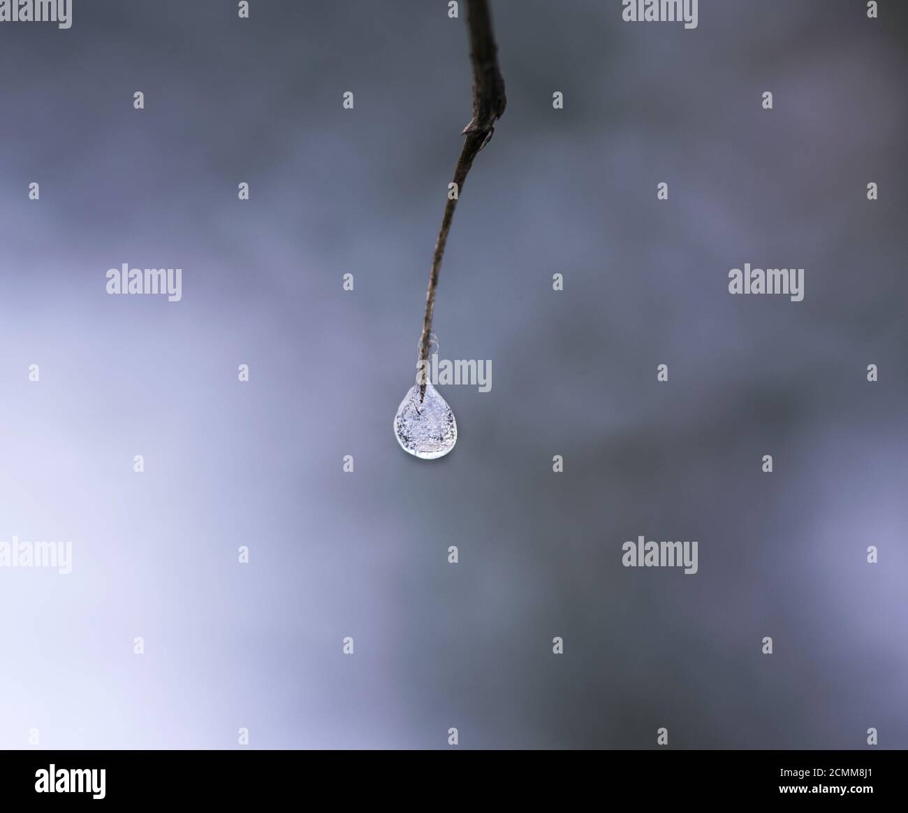 a frozen drop on a branch Stock Photo - Alamy