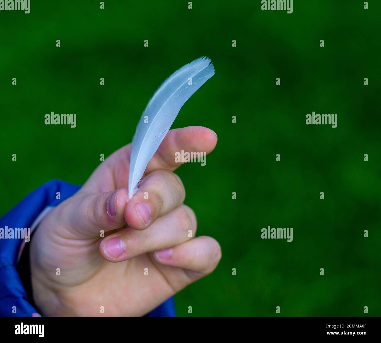 Child's hands holding feathers, close-up, mid section. White feather ...