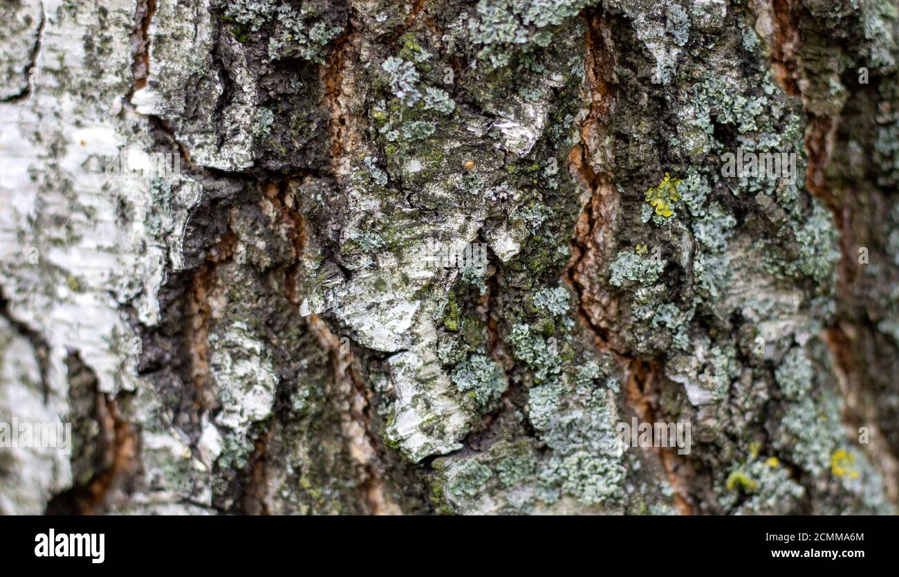 White birch. Tree bark with small spots of moss. Beautiful background ...