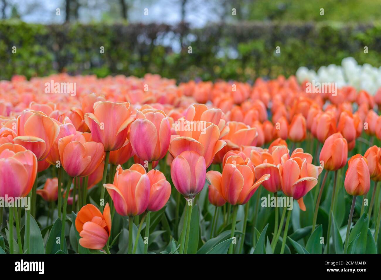 Spring tulip field in garden, Amsterdam, Netherlands Stock Photo - Alamy